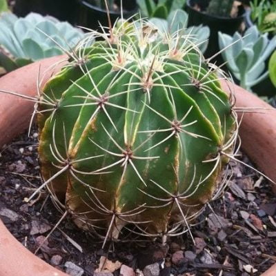 Ferocactus Histrix Seeds, Cactus Seeds, Variety#016 – Rooted Retreat