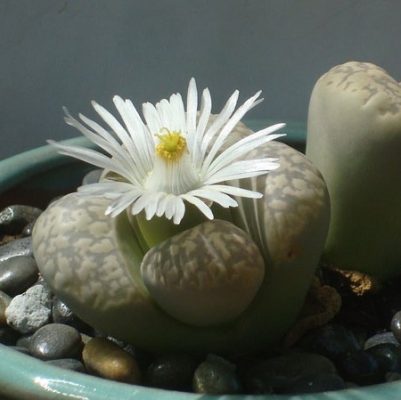 Lithops Marmorata Seeds, Succulent Seeds, Variety#049 – Rooted Retreat