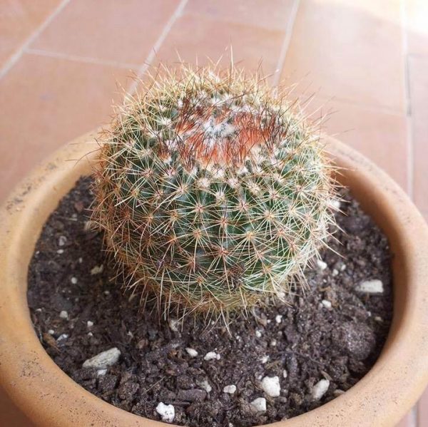 Notocactus Vanvlietii Seeds, Cactus Seeds, Variety#059 – Rooted Retreat