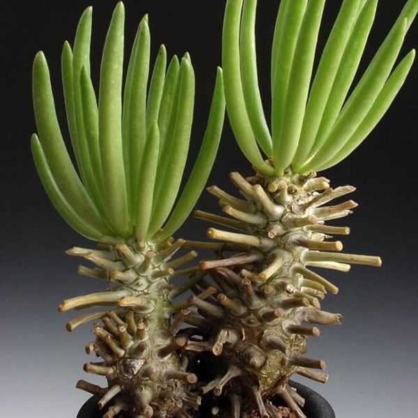 Tylecodon Cacalioides Seeds, Succulent Seeds, Variety#065 – Rooted Retreat