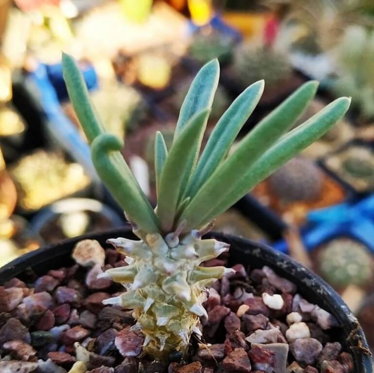Tylecodon Cacalioides Seeds, Succulent Seeds, Variety#065 – Rooted Retreat