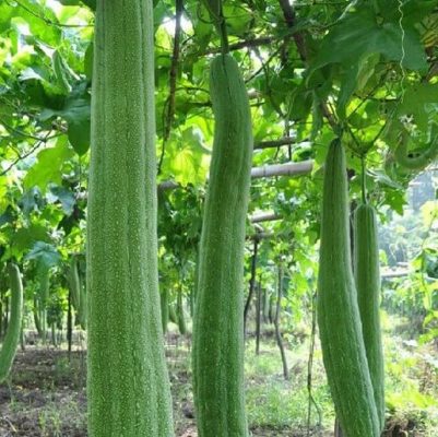 Patola Seeds Seeds, Sponge Gourd Seeds, Vegetable Seeds, Variety#013 ...