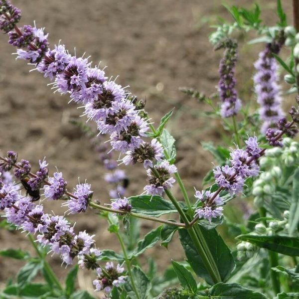 Spearmint Seeds Herb Seeds001 Rooted Retreat