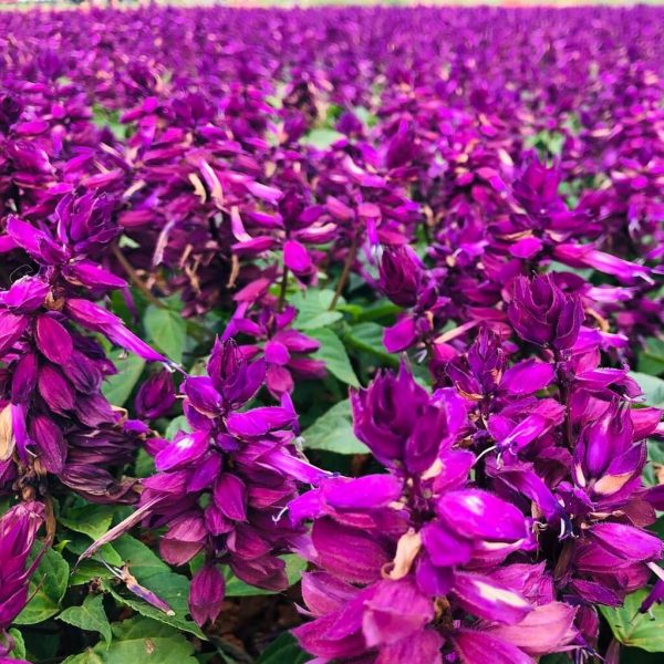 Salvia Splendens Seeds, Purple, Flower Seeds#20 – Rooted Retreat