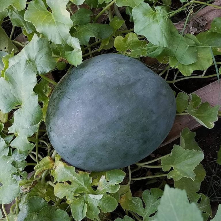 Black Diamond Watermelon Seeds, Vegetable Seeds#020 – Rooted Retreat