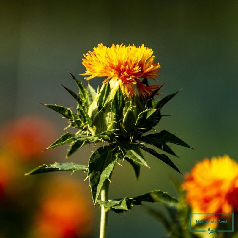 Safflower Seeds, Carthamus Tinctorius Seeds, Flower Seeds#003 – Rooted ...