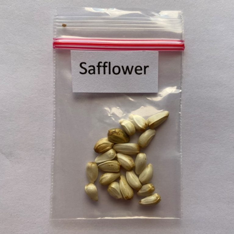 Safflower Seeds, Carthamus Tinctorius Seeds, Flower Seeds#003 – Rooted ...