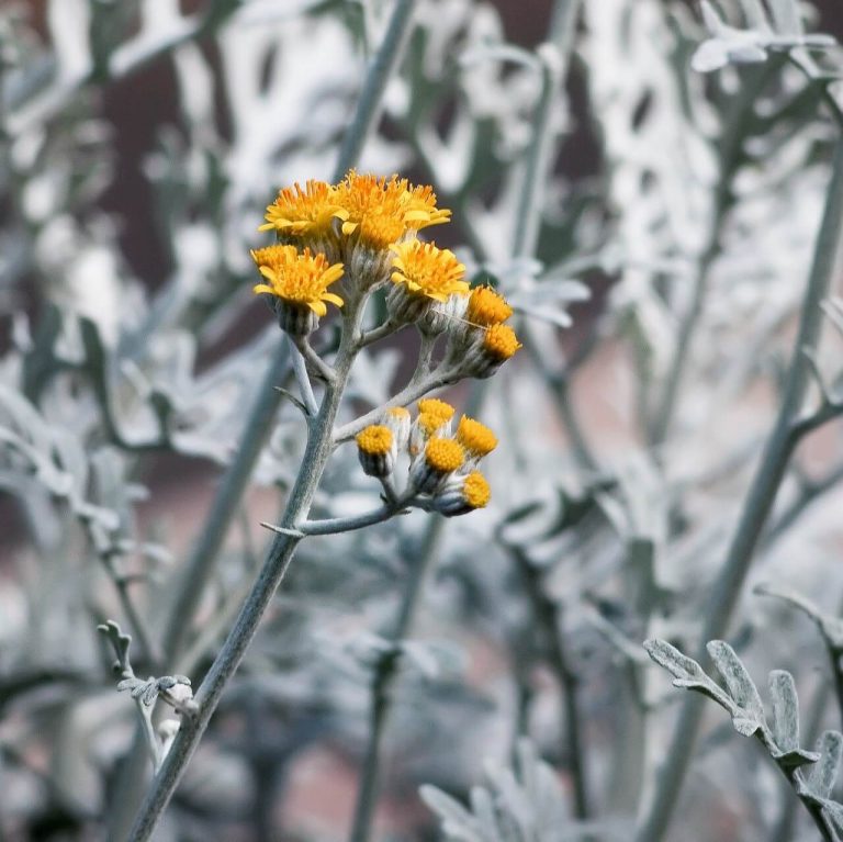 Dusty Miller Seeds, Silverdust Leaves, Flower Seeds#35 – Rooted Retreat