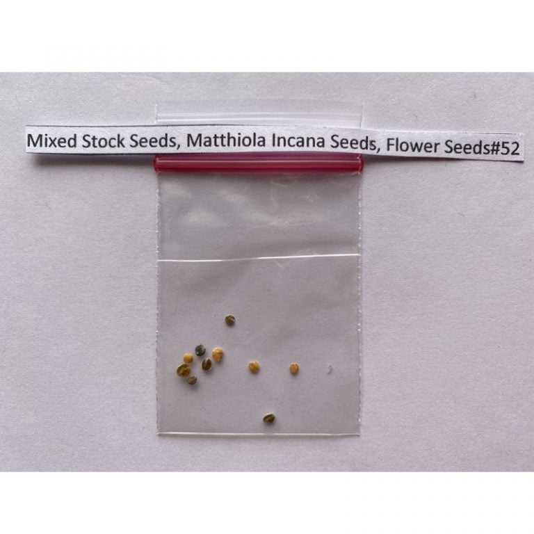 Mixed Stock Seeds, Matthiola Incana Seeds, Flower Seeds#52 – Rooted Retreat