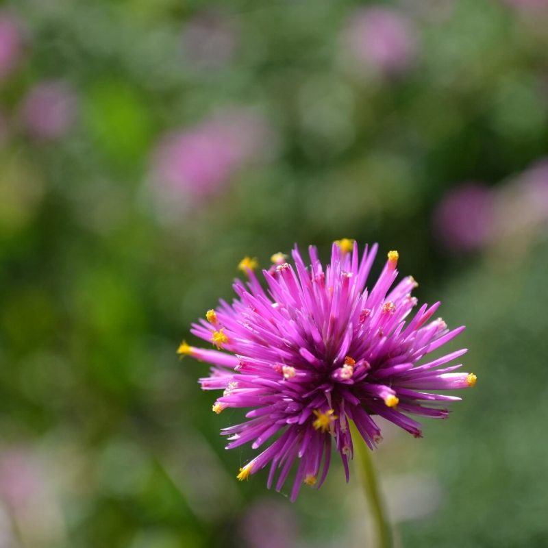 Gomphrena Seeds, Purple, Flower Seeds#54 – Rooted Retreat