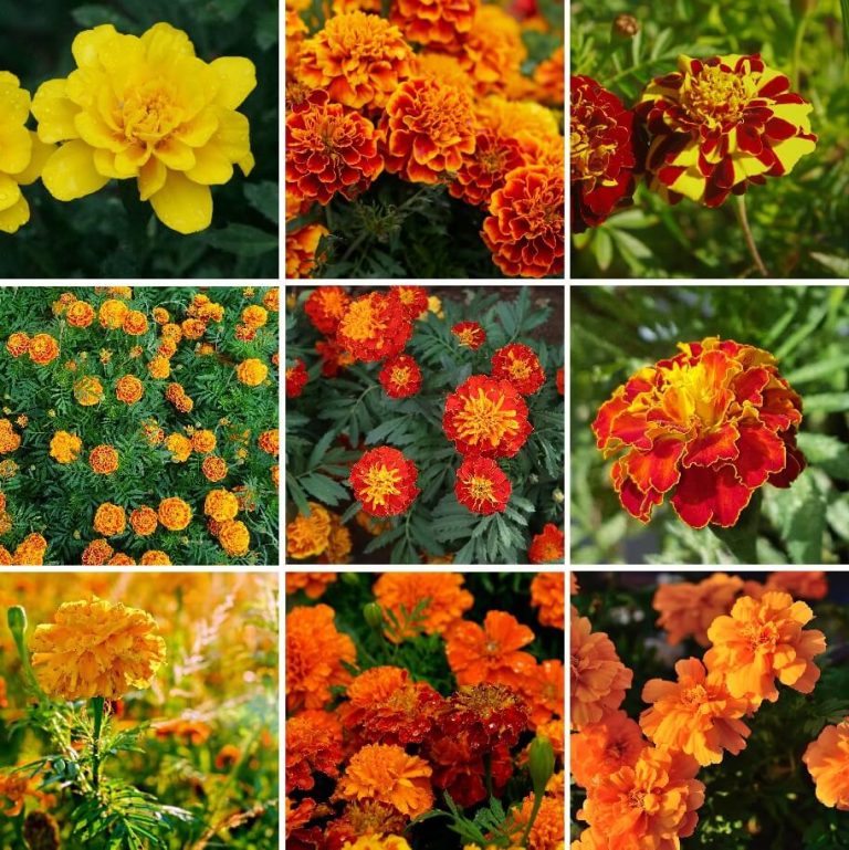 Mixed French Marigold Seeds, Flower Seeds#70 – Rooted Retreat