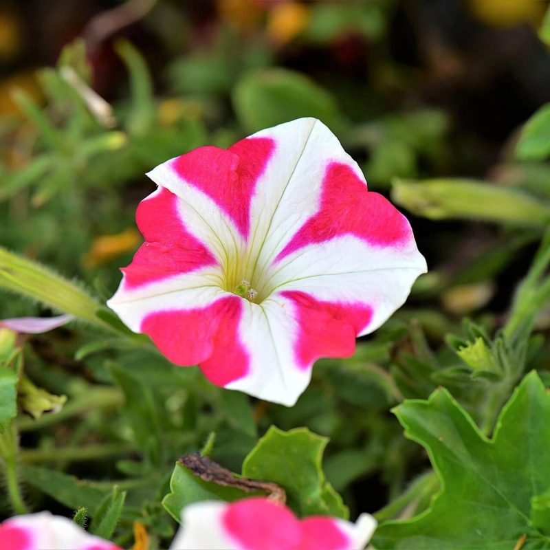 Mixed Petunia Seeds, Star Mix, Flower Seeds#74 – Rooted Retreat