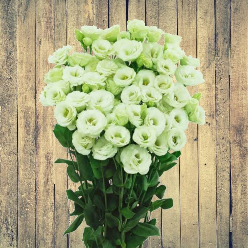 Lisianthus Seeds, Green, Flower Seeds#009 – Rooted Retreat