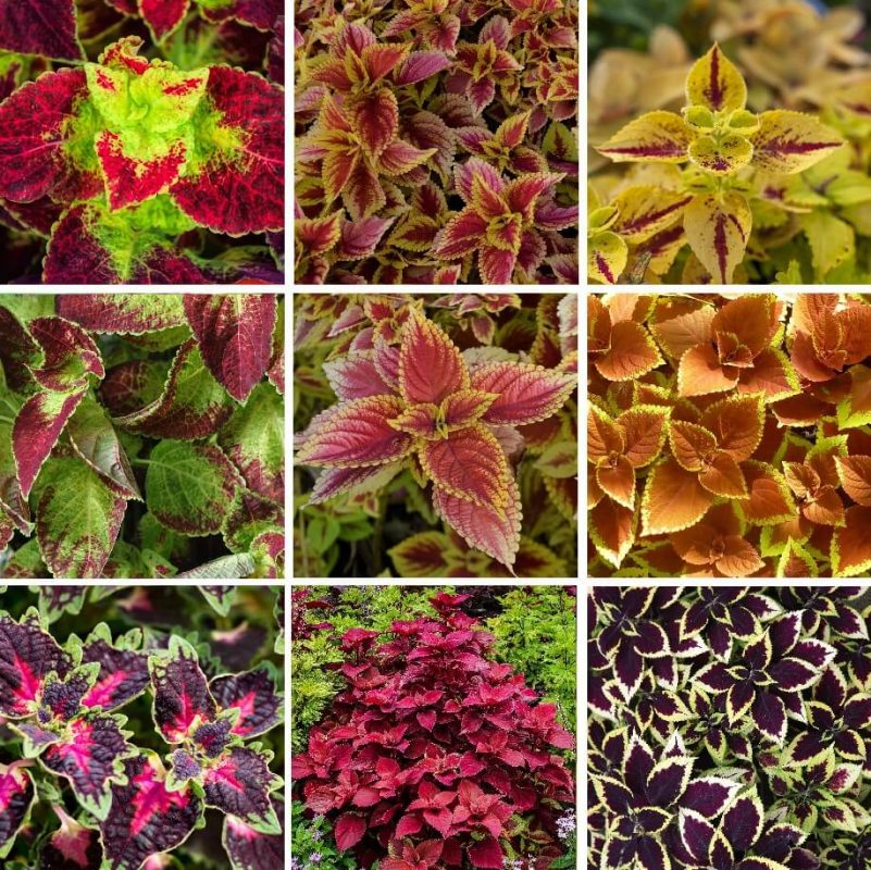 Mixed Coleus Seeds, Flower Seeds#32 – Rooted Retreat