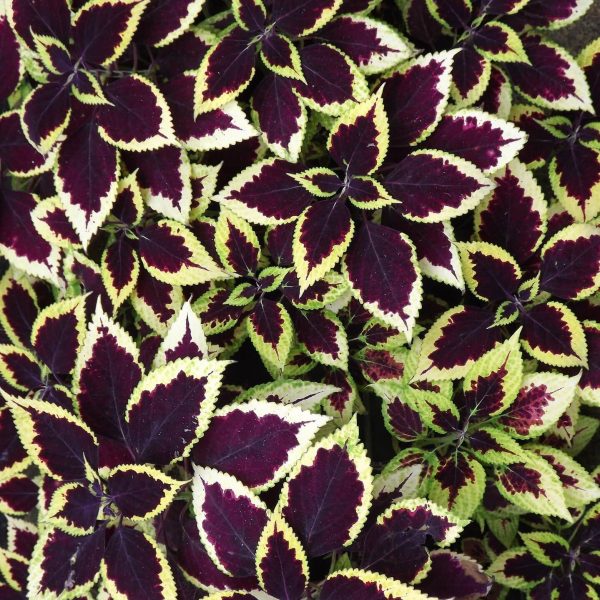 Mixed Coleus Seeds, Flower Seeds#32 – Rooted Retreat