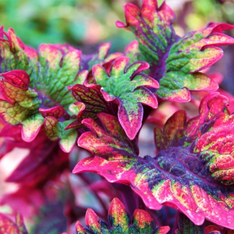 Mixed Coleus Seeds, Flower Seeds#32 – Rooted Retreat