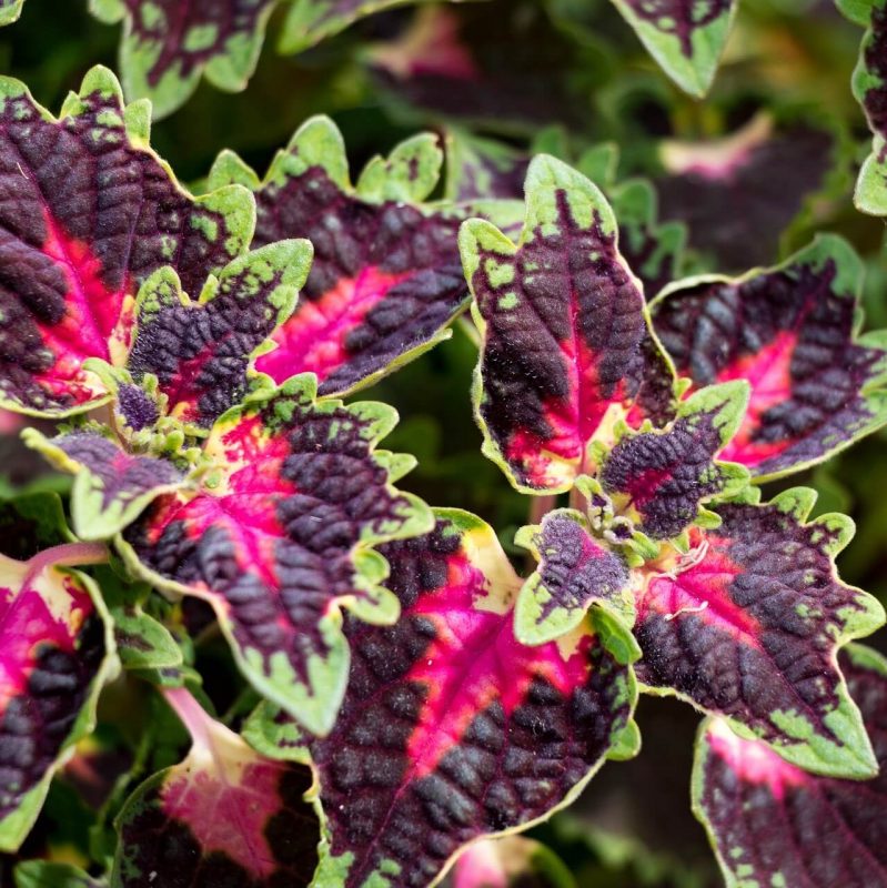 Mixed Coleus Seeds, Flower Seeds#32 – Rooted Retreat