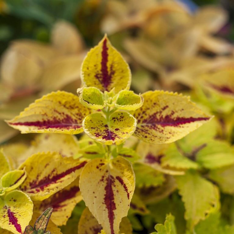 Mixed Coleus Seeds, Flower Seeds#32 – Rooted Retreat