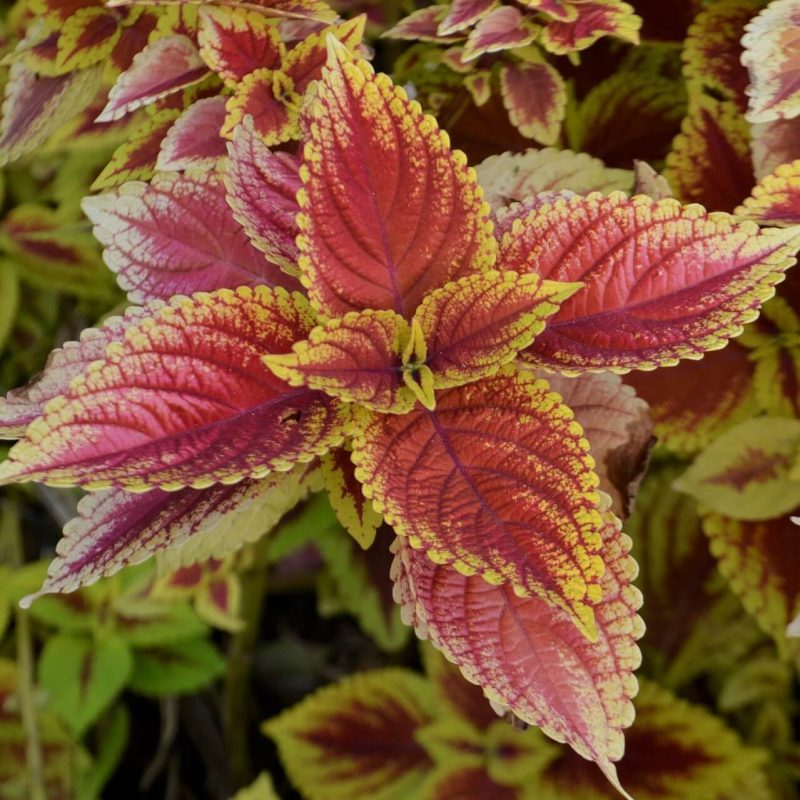 Mixed Coleus Seeds, Flower Seeds#32 – Rooted Retreat