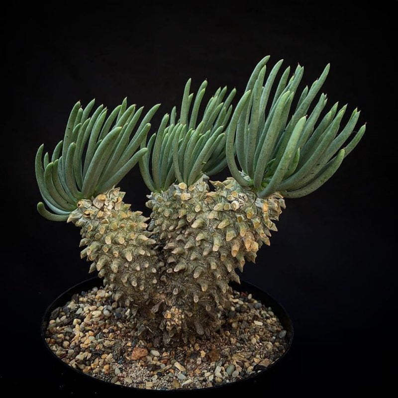 Tylecodon Paniculata Seeds, Succulent Seeds, Variety#066 – Rooted Retreat