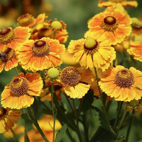 Mixed Common Sneezeweed Seeds, Helenium Autumnale Seeds, Flower Seeds ...