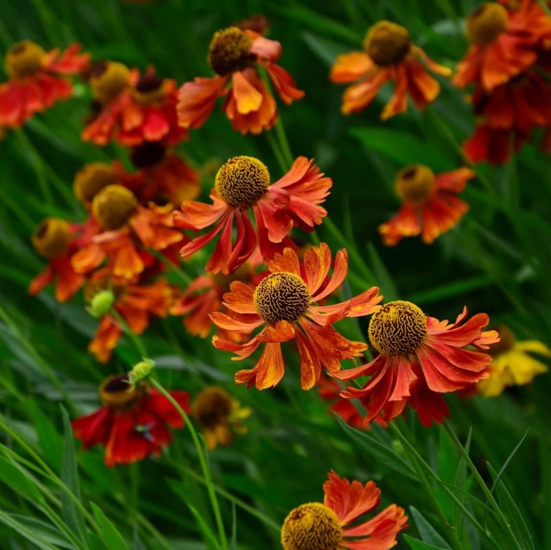 Mixed Common Sneezeweed Seeds, Helenium Autumnale Seeds, Flower Seeds ...