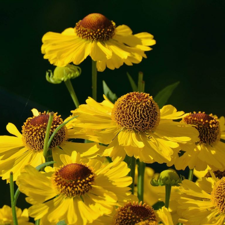 Mixed Common Sneezeweed Seeds, Helenium Autumnale Seeds, Flower Seeds ...