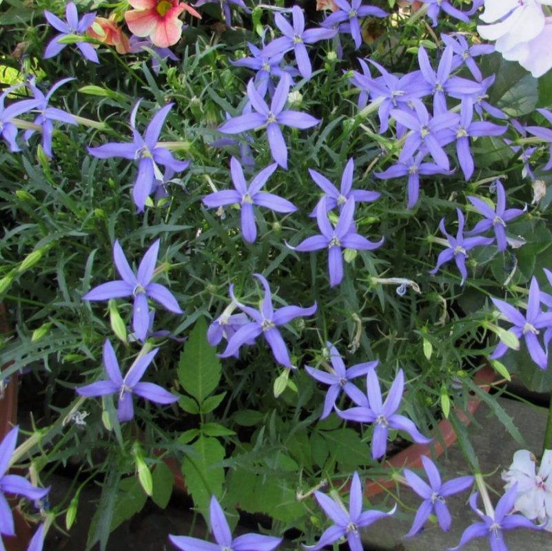 Isotoma Axillaris Seeds, Sky Blue , Flower Seeds#108 – Rooted Retreat
