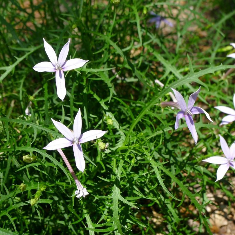 Isotoma Axillaris Seeds, White , Flower Seeds#109 – Rooted Retreat