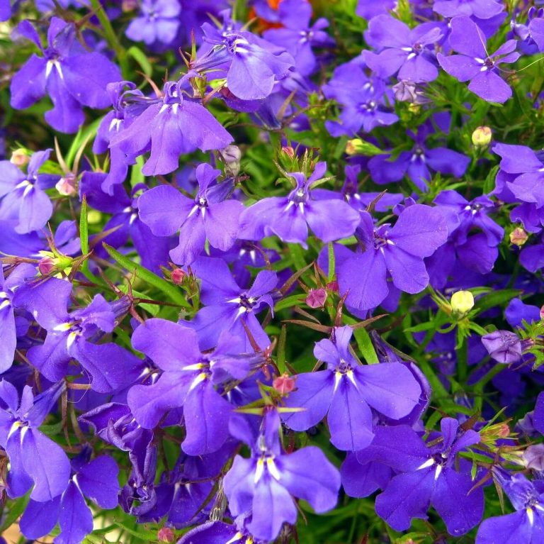 Lobelia Erinus Seeds, Midnight Purple, Flower Seeds#111 – Rooted Retreat