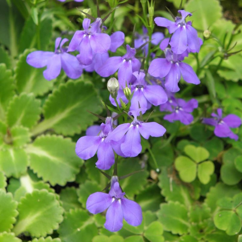 Lobelia Erinus Seeds, Midnight Purple, Flower Seeds#111 – Rooted Retreat