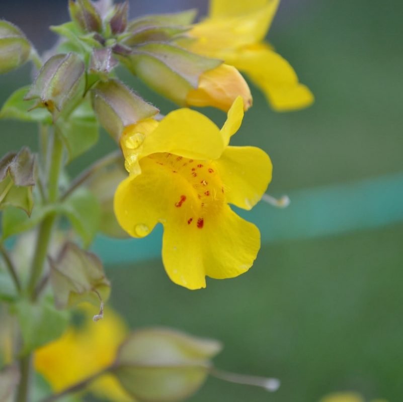 Mixed Mimulus Seeds, Monkeyflowers Seeds, Flower Seeds#120 – Rooted Retreat