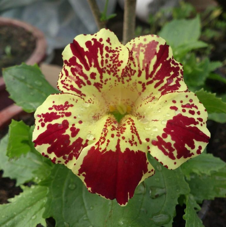 Mixed Mimulus Seeds, Monkeyflowers Seeds, Flower Seeds#120 – Rooted Retreat