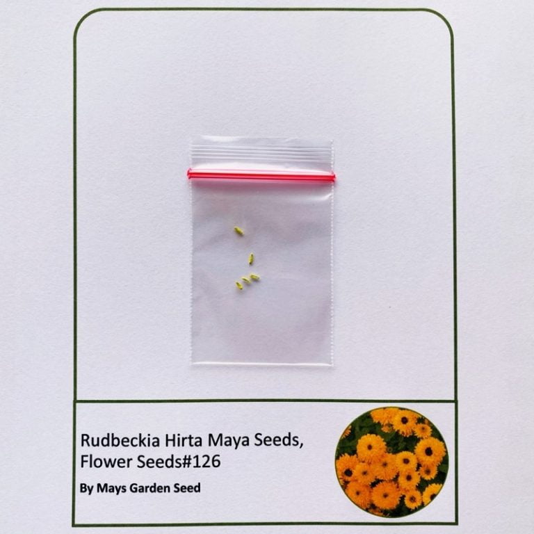 Rudbeckia Hirta Maya Seeds, Flower Seeds#126 – Rooted Retreat