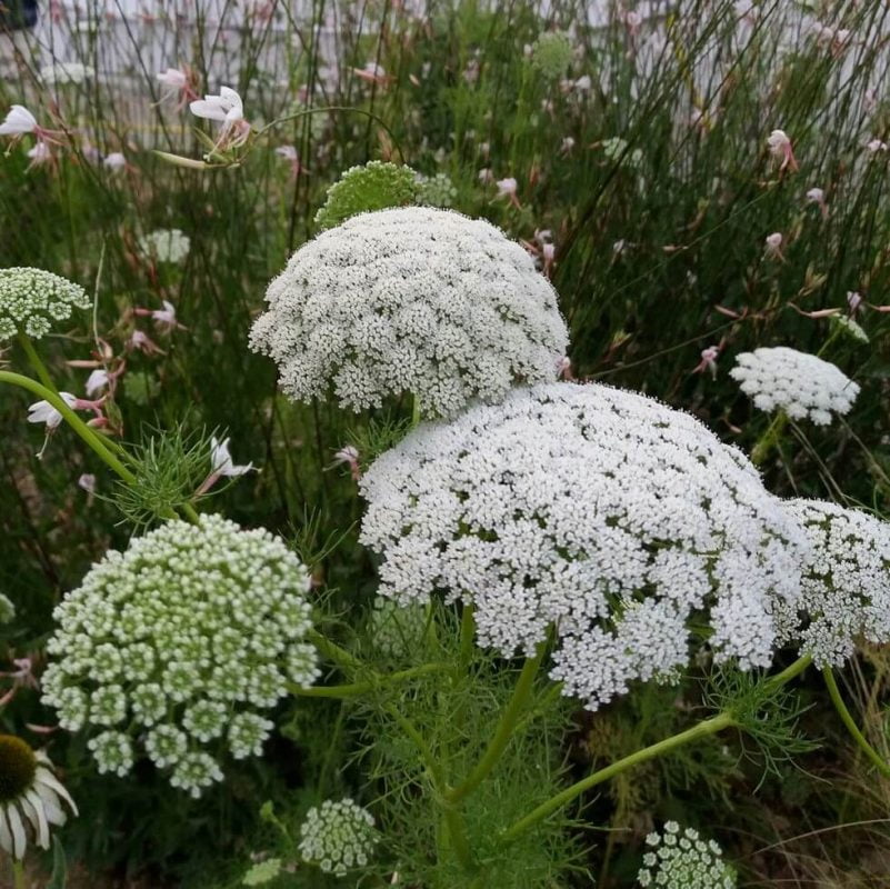 Bishop’s Flower Seeds, Ammi Visnaga Seeds, Flower Seeds#139 – Rooted ...