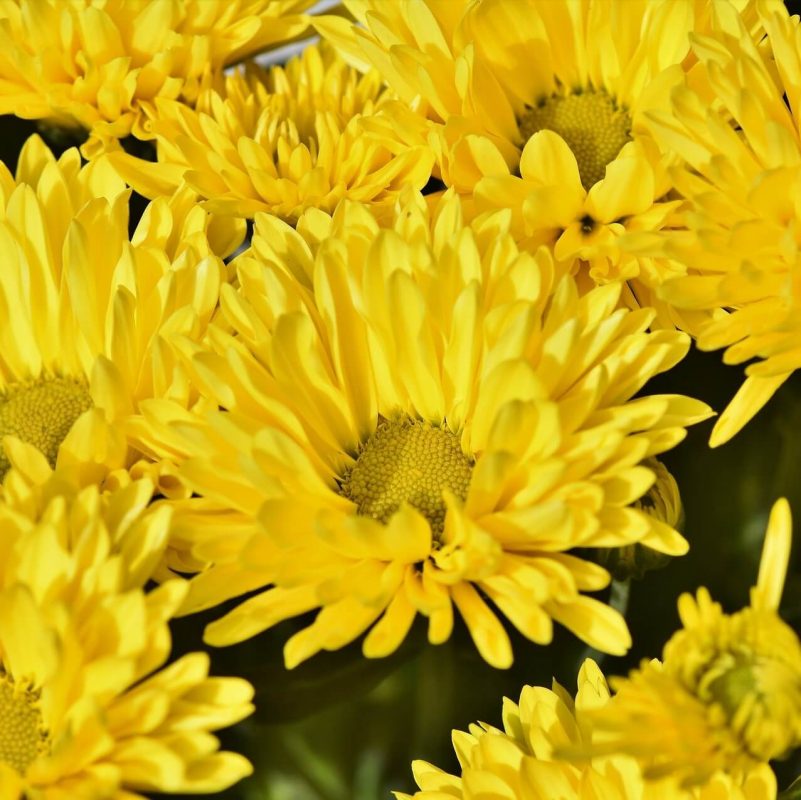 Mixed Aster Seeds, Madeleine Mix, Flower Seeds#142 – Rooted Retreat