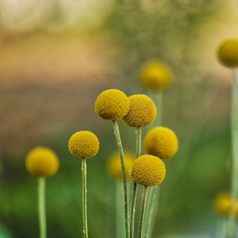 Billy Buttons Seeds, Craspedia Globosa Seeds, Flower Seeds#147 – Rooted ...
