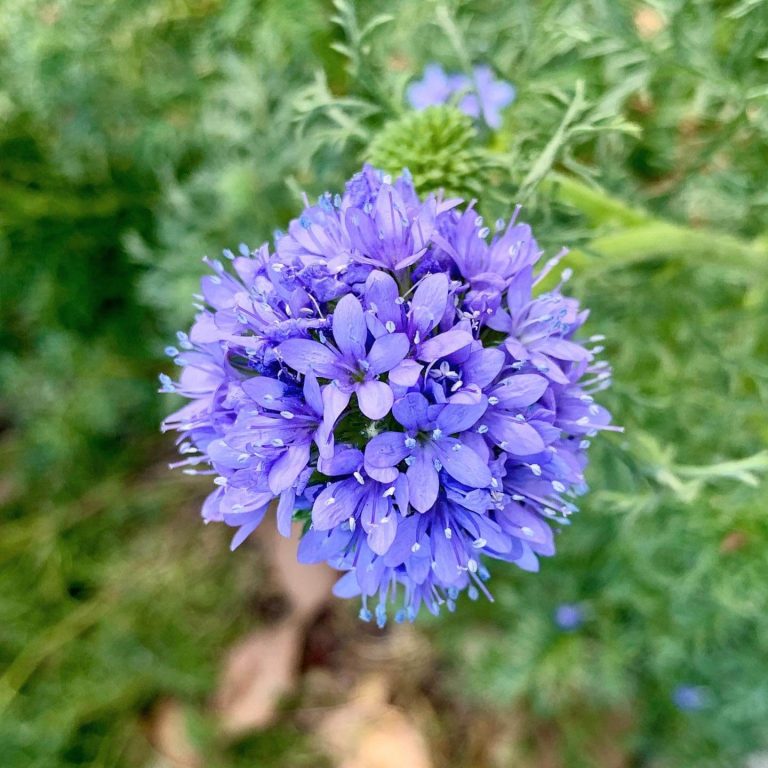 Globe Gilia Seeds, Gilia Leptantha Seeds, Flower Seeds#153 – Rooted Retreat