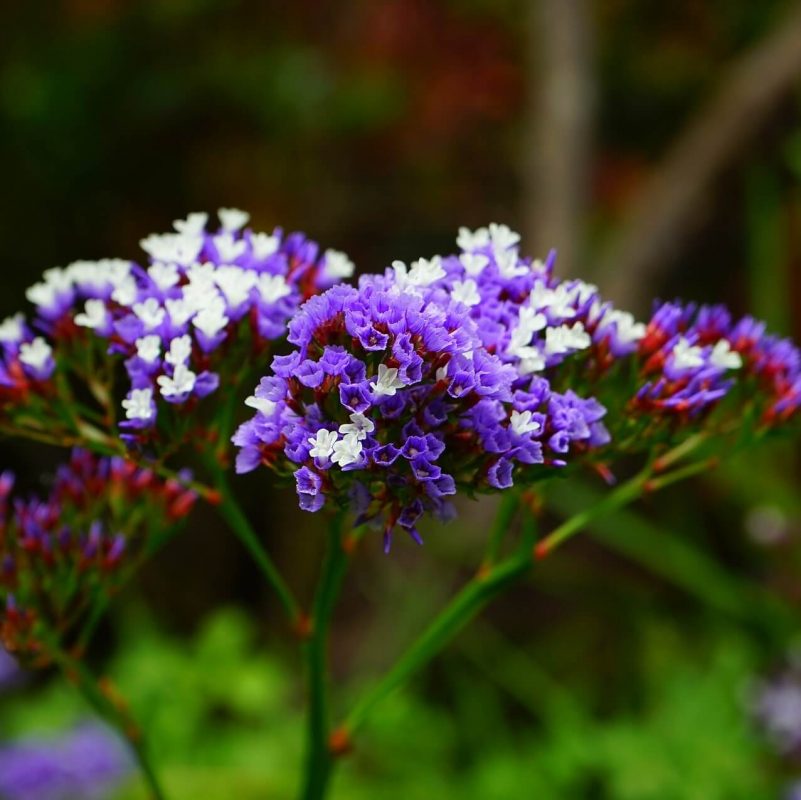Mixed Statice Seeds, Limonium Sinuatum Seeds, Flower Seeds#157 – Mays ...