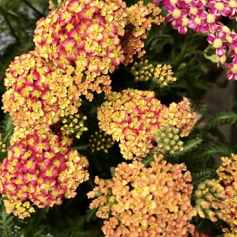 Mixed Yarrow Seeds, Achillea Millefolium Seeds, Flower Seeds#158 ...