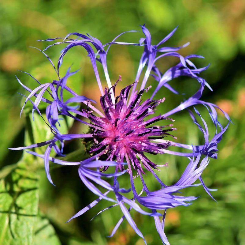 Centaurea Montana Seeds, Flower Seeds#160 – Rooted Retreat