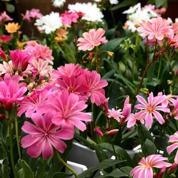 Mixed Lewisia Cotyledon Seeds, Flower Seeds#164 – Rooted Retreat