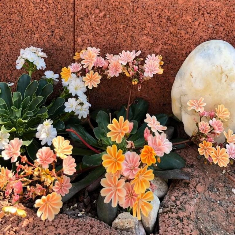 Mixed Lewisia Cotyledon Seeds, Flower Seeds#164 – Rooted Retreat