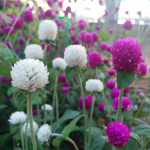 Gomphrena Seeds, White, Flower Seeds#181 – Rooted Retreat