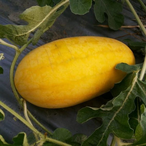 Watermelon Seeds, Yellow Skin, Red Inside, Vegetable Seeds#051 – Rooted ...