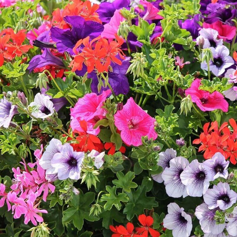 Mixed Petunia Seeds, Double Cascade Mix, Flower Seeds#73 – Rooted Retreat