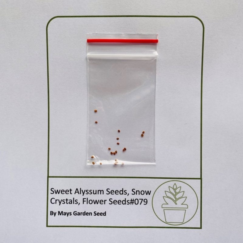 Sweet Alyssum Seeds, Snow Crystals, Flower Seeds#079 – Rooted Retreat