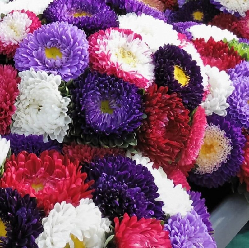 Mixed Aster Seeds, Multi-Petals Carpet Mix, Flower Seeds#082 – Rooted ...