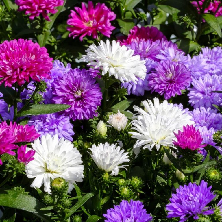 Mixed Aster Seeds, Multi-Petals Carpet Mix, Flower Seeds#082 – Rooted ...