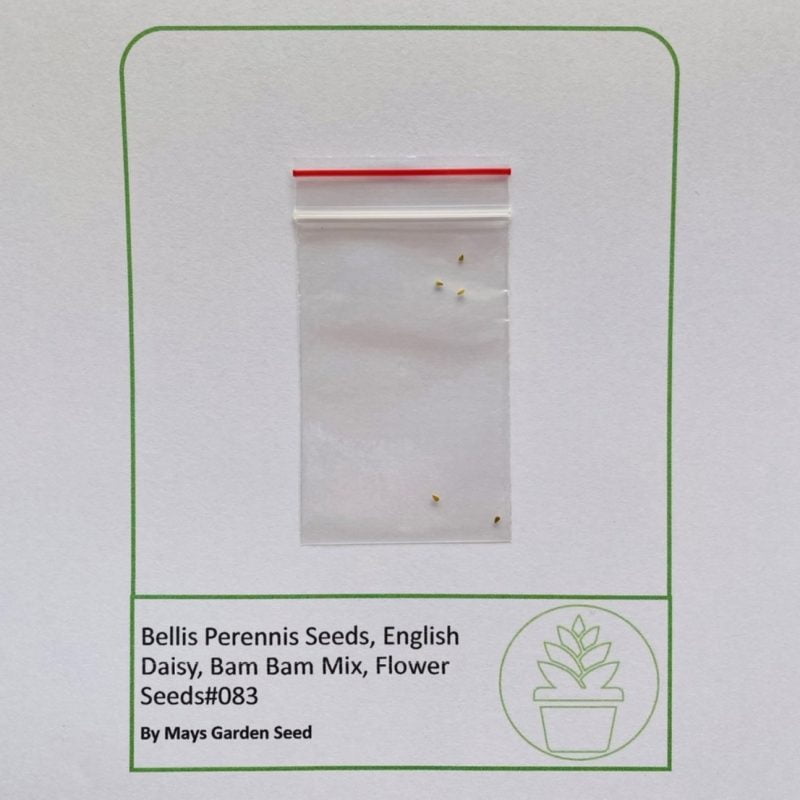 Bellis Perennis Seeds, English Daisy, Bam Bam Mix, Flower Seeds#083 ...